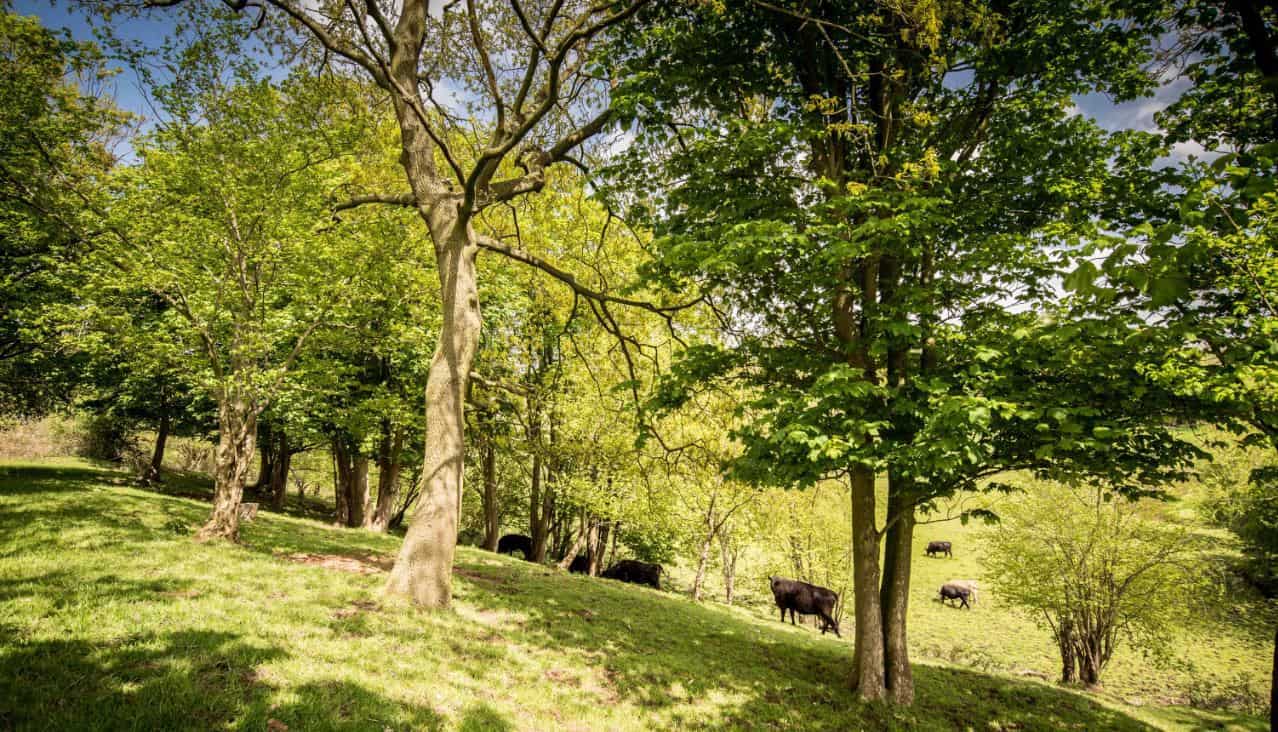 Foggage Farming - Eat, Shop & Play at Fordhall